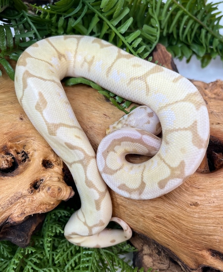 Banana Bumblebee Ball Python by Pet Supply United