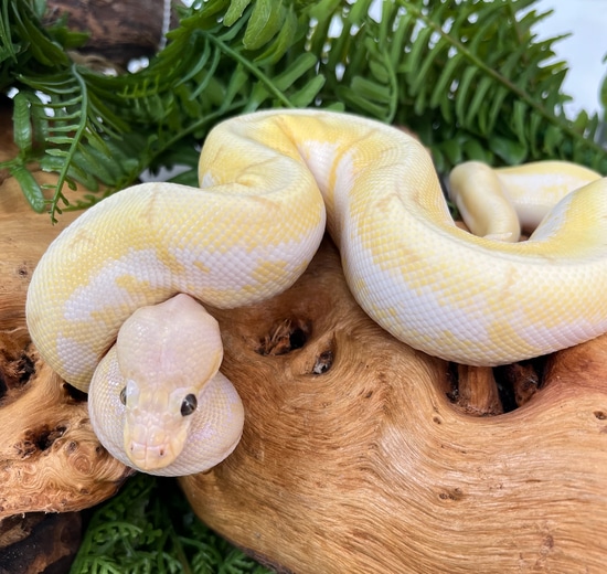 Banana Spinner Ball Python by Pet Supply United