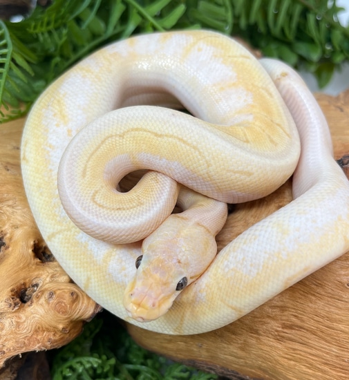 Banana Spinner Ball Python by Pet Supply United