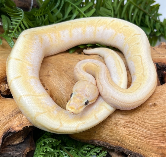 Banana Spinner Ball Python by Pet Supply United
