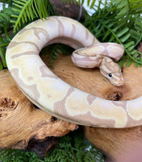 Banana Pastel Enchi Ball Python by Pet Supply United