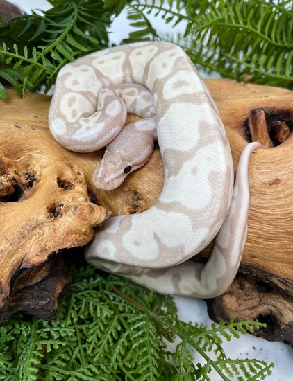 Super Banana Ball Python by Pet Supply United