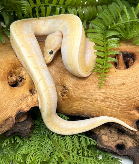 Banana Spinner Ball Python by Pet Supply United