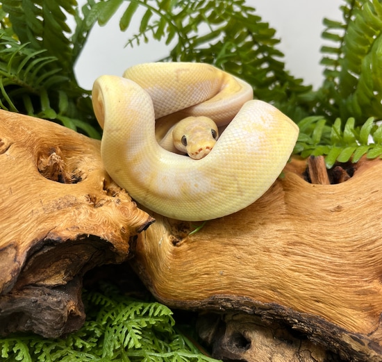 Banana Spinner Ball Python by Pet Supply United