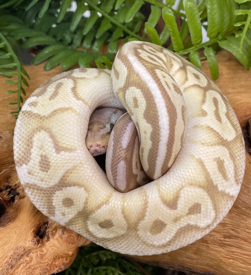 Banana Pewter Ball Python by Pet Supply United