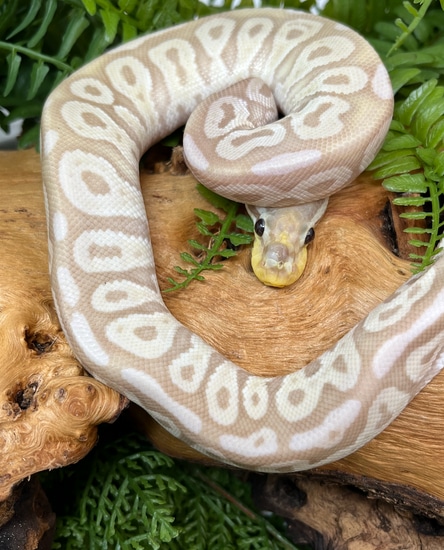 Banana Pewter Ball Python by Pet Supply United