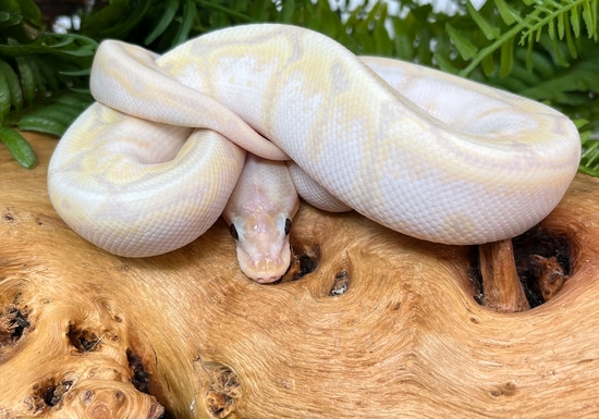 Super Banana Spider Ball Python by Pet Supply United