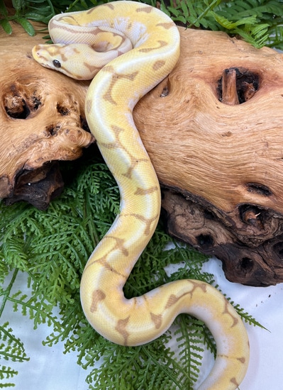 Banana Spinner Enchi Ball Python by Pet Supply United