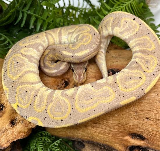 Hypo Banana Black Pastel Ball Python by Pet Supply United