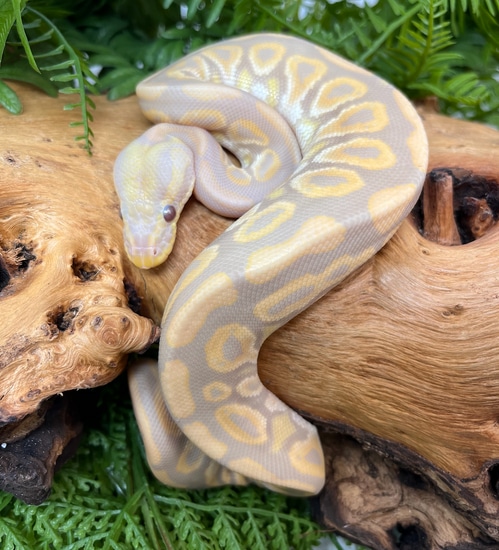 Candino Black Pastel Ball Python by Pet Supply United