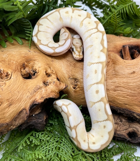 Banana Spider Butter Ball Python by Pet Supply United