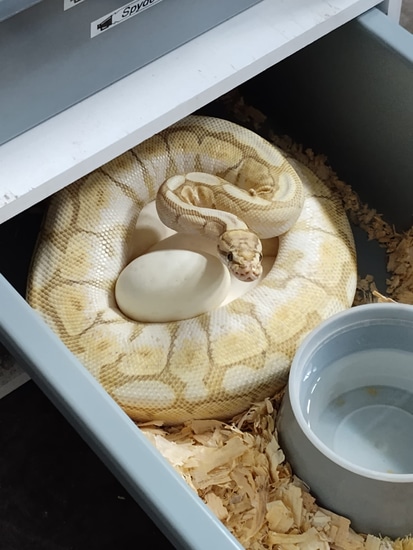 Queen Bee Ball Python by Pew_Morph