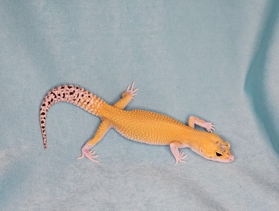 RAPTOR Sunglow 25%Blood 75% Electric Leopard Gecko by PE Reptiles