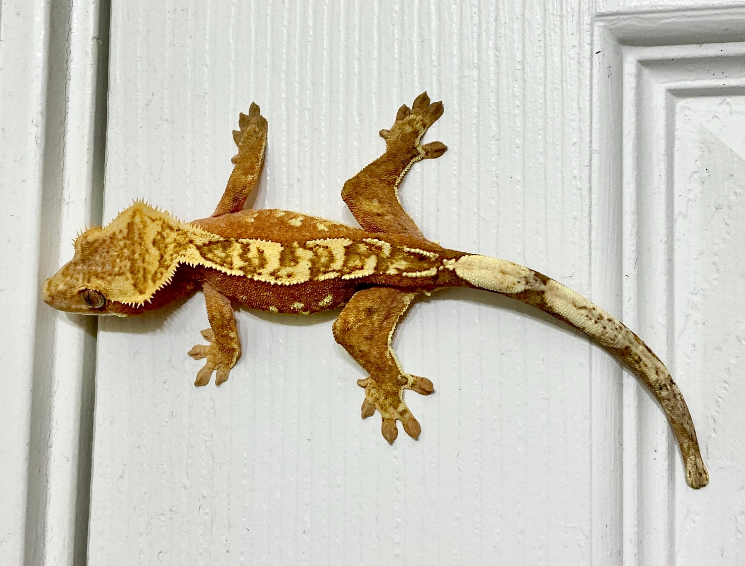 Beautiful Glowing Flame Crested Gecko by Fresh Bean Farms - MorphMarket