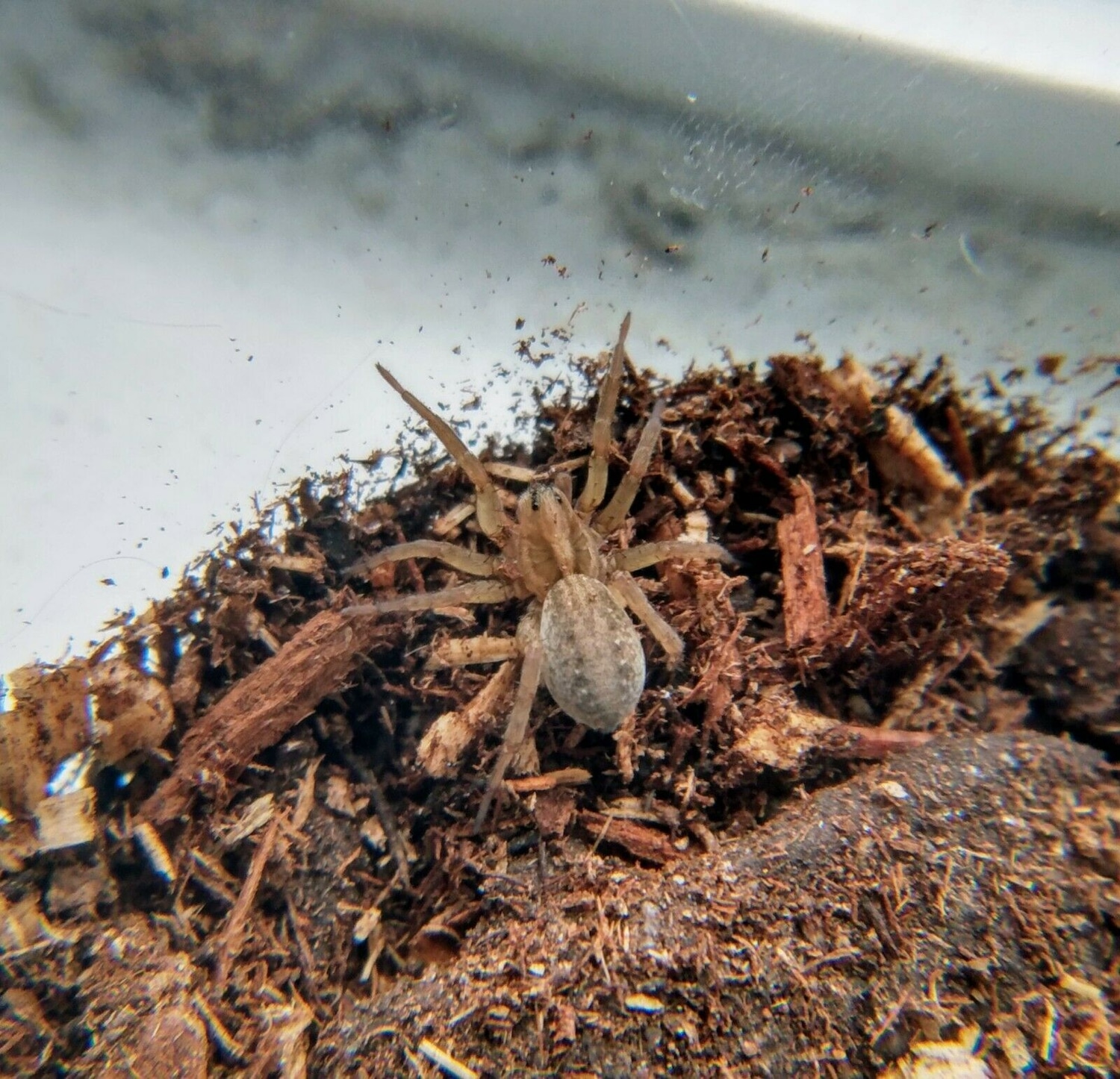 Rustic Wolf Spider Trochosa Ruricola True Spider by Backwoods Inverts ...