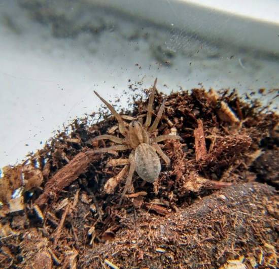 Rustic Wolf Spider Trochosa Ruricola by Backwoods Inverts