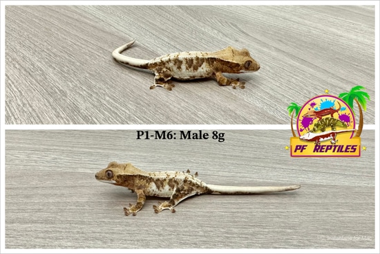 Lilly White Male 8g Crested Gecko by PF Reptiles
