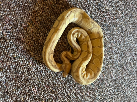 Banana Female Ball Python by Dream Pythons