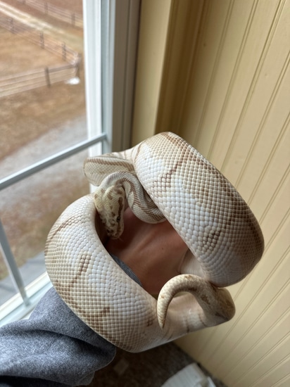 Queenbee Ball Python by Dream Pythons