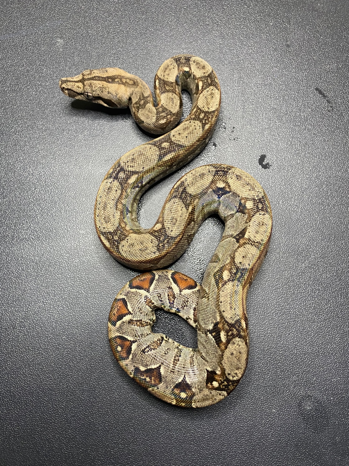 Raptor Boa Constrictor by Basquiat Boas - MorphMarket