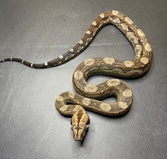 Inca Boa Constrictor by Basquiat Boas