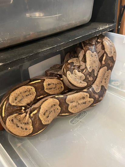 Suriname BCC True Red-Tailed Boa Constrictor by Quay’s Exotics Pets