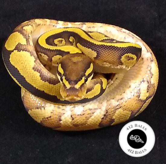 Lucifer Yellowbelly Ball Python by 412 Balls