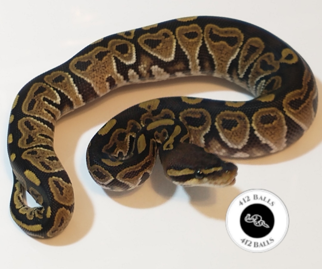 Redhead Ball Python by 412 Balls - MorphMarket