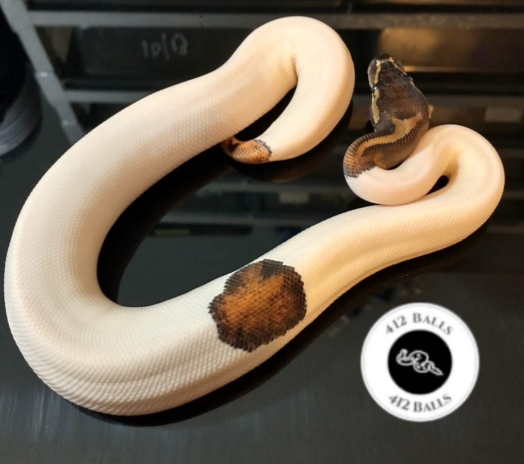 Redhead Piebald Ball Python by 412 Balls - MorphMarket
