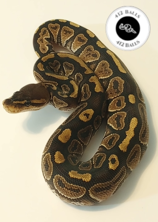 Female Redhead Ball Python by 412 Balls - MorphMarket