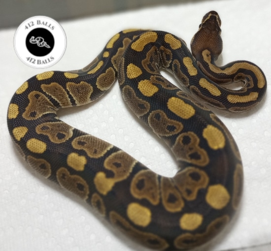 Redhead Vanilla 50% Pos Het Hypo Ball Python by 412 Balls