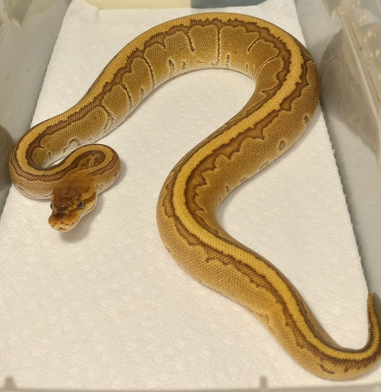 Redhead Orange Dream Mojave Pinstripe 50% POS Het Hypo Ball Python by 412 Balls