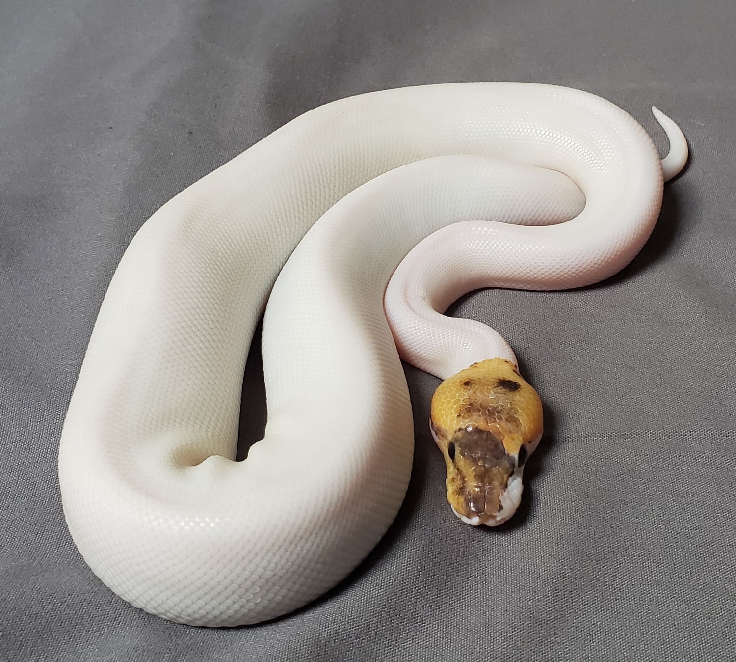 Spied Ball Python by Python Palette - MorphMarket