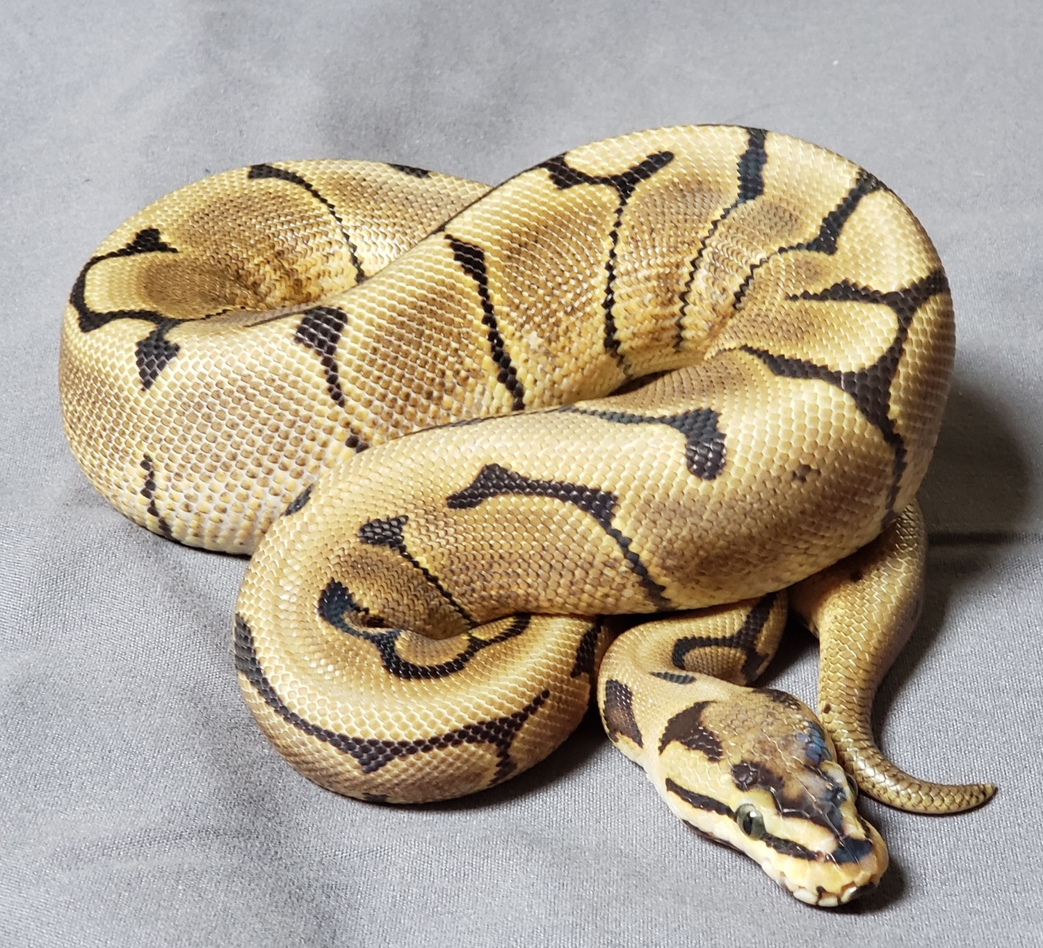 Vanilla Bee Het Piebald Ball Python by Python Palette - MorphMarket
