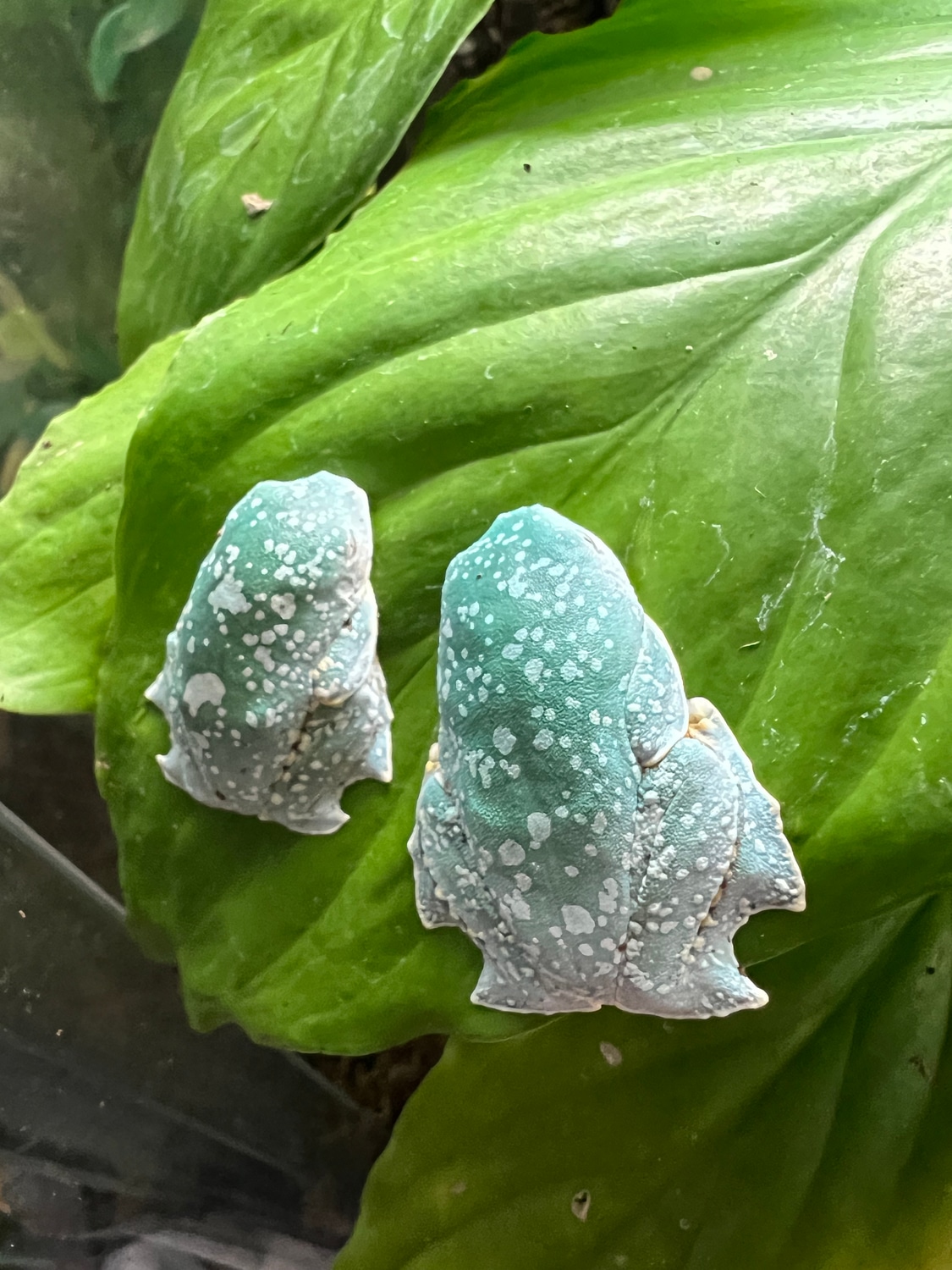 2 Young Captive Bred Fringe Legged Tree Frog Cruziohyla Craspedopus ...