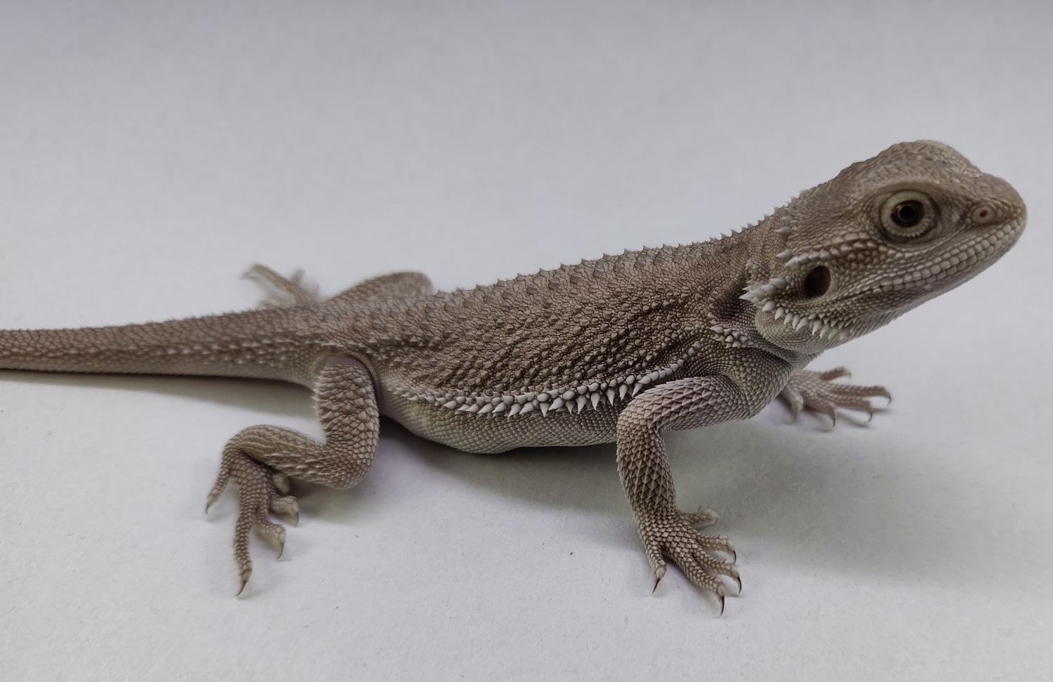 Zero 100% Het Hypo 66% Het Trans 1/8 Barbata Hybrid Central Bearded ...