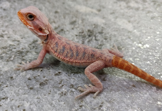 Hypo Trans LC Barbata Hybrid Central Bearded Dragon by Phantom Dragons ...