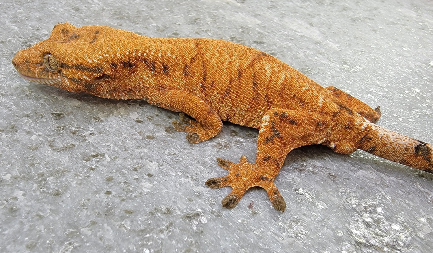 /Crested Hybrid Chahoua Gecko by Phantom Dragons, Inc. - MorphMarket