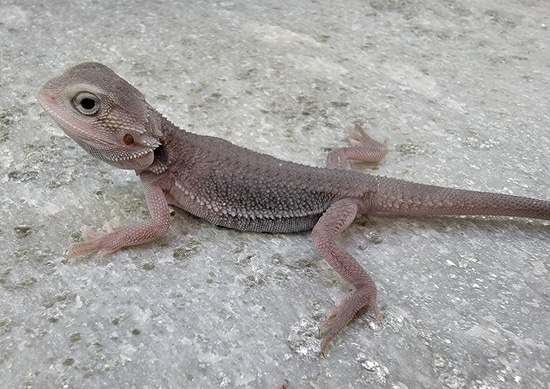 Translucent Zero 66% Pos Het Hypo 50% Pos Het Witblits Central Bearded ...