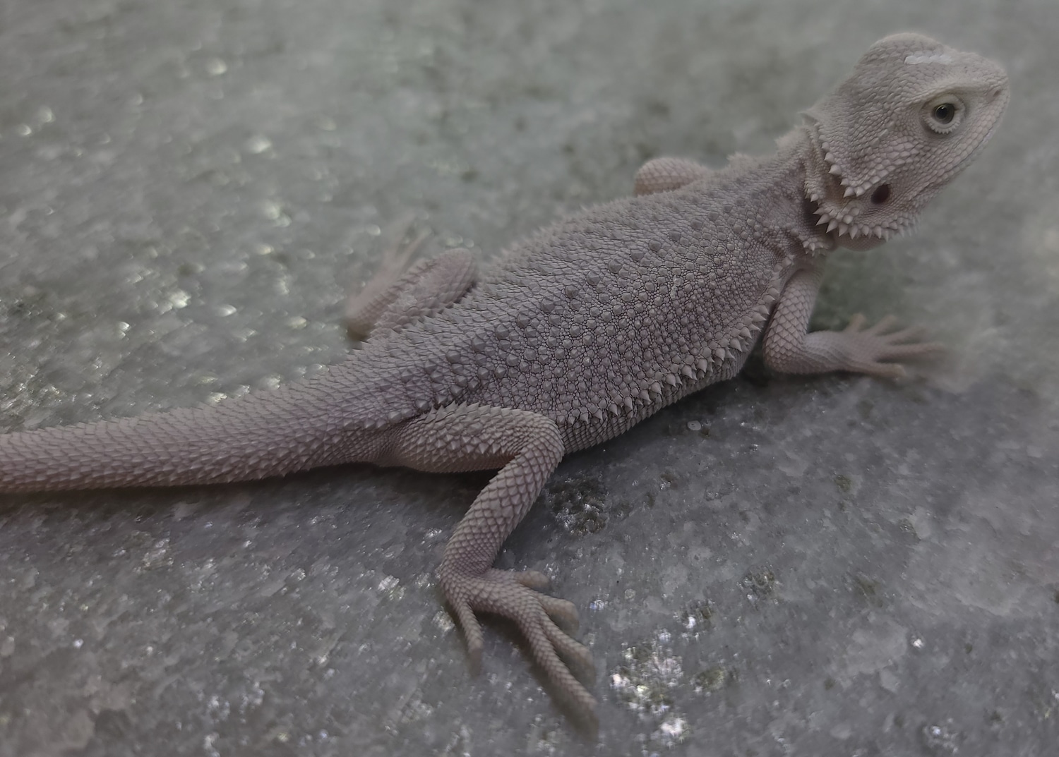 Hypo Zero Central Bearded Dragon by Phantom Dragons, Inc. - MorphMarket