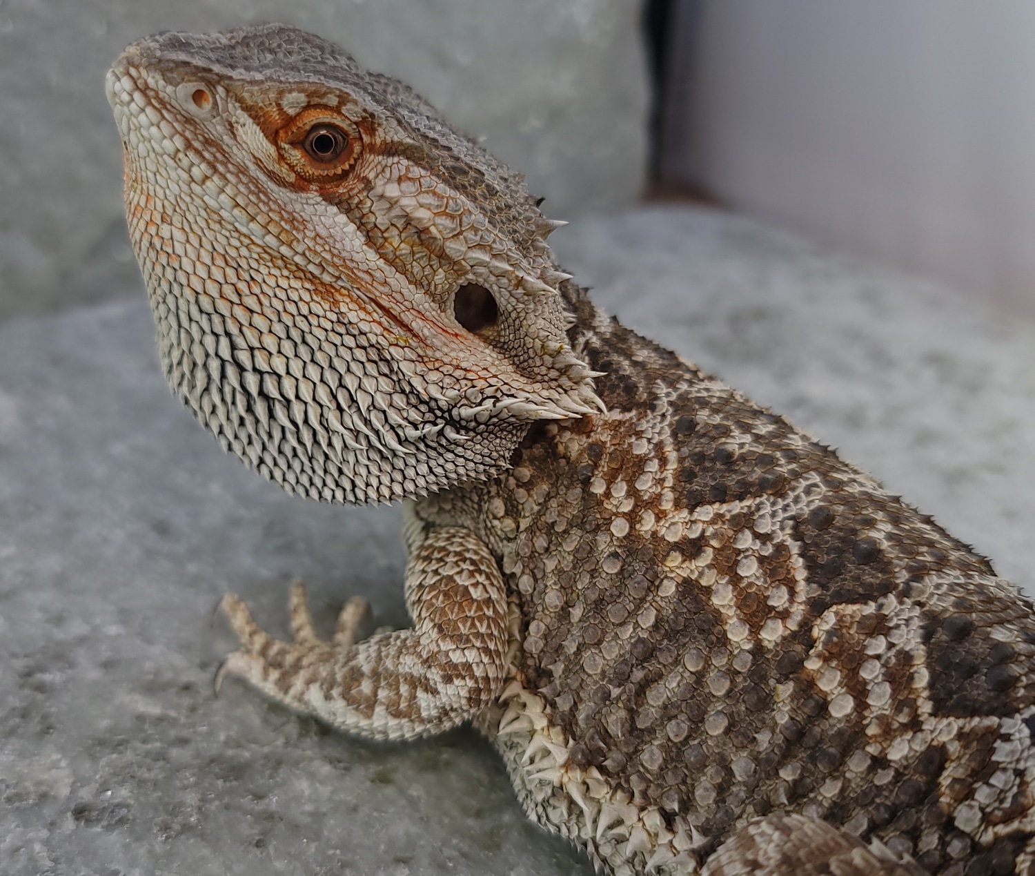 Hybrid Pos Het Translucent/Zero Central Bearded Dragon by Phantom ...