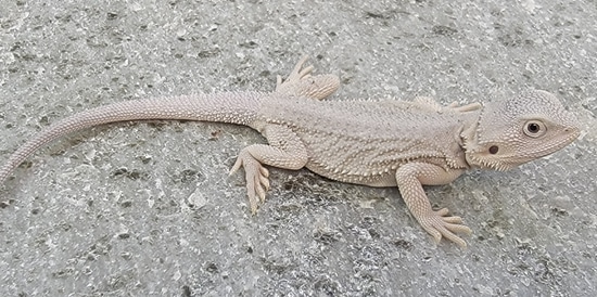 Hypo Zero Pos Het Translucent/Wits Central Bearded Dragon by Phantom ...