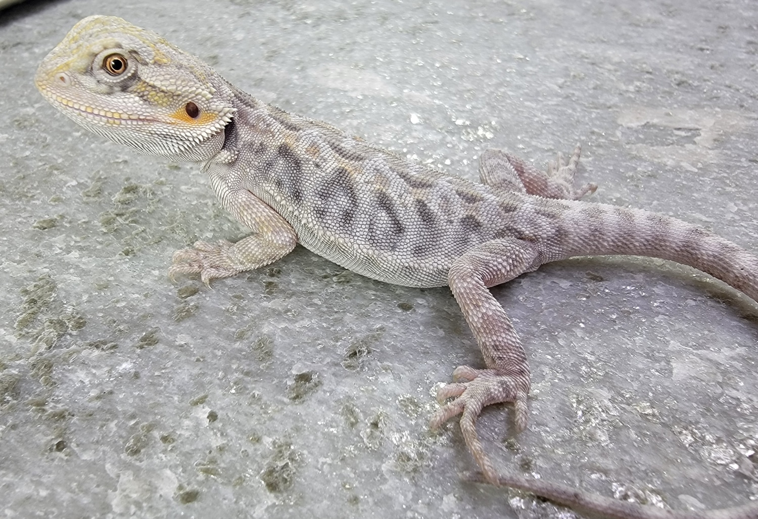 Hypo Leather Paradox Pos Het Translucent/Witblits/Zero Central Bearded ...