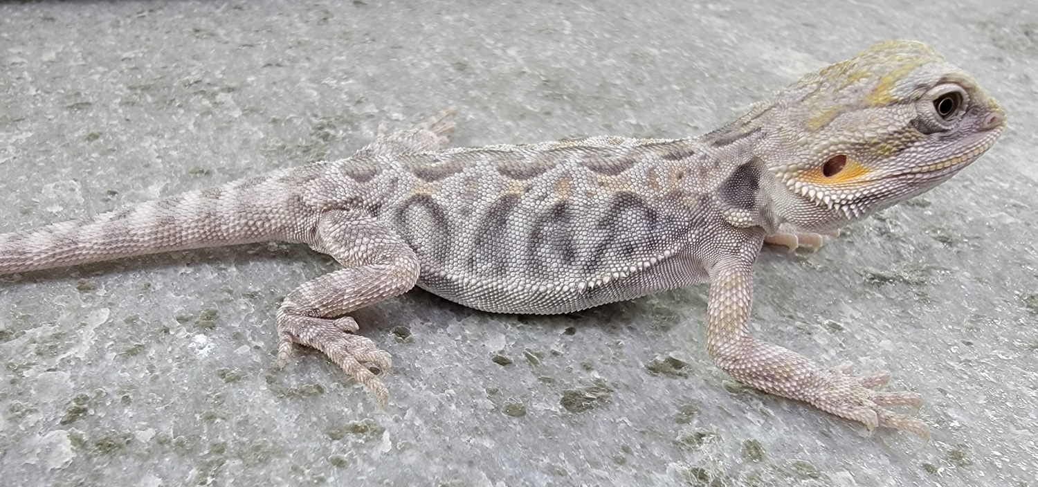 Hypo Leather Paradox Pos Het Translucent/Witblits/Zero Central Bearded ...