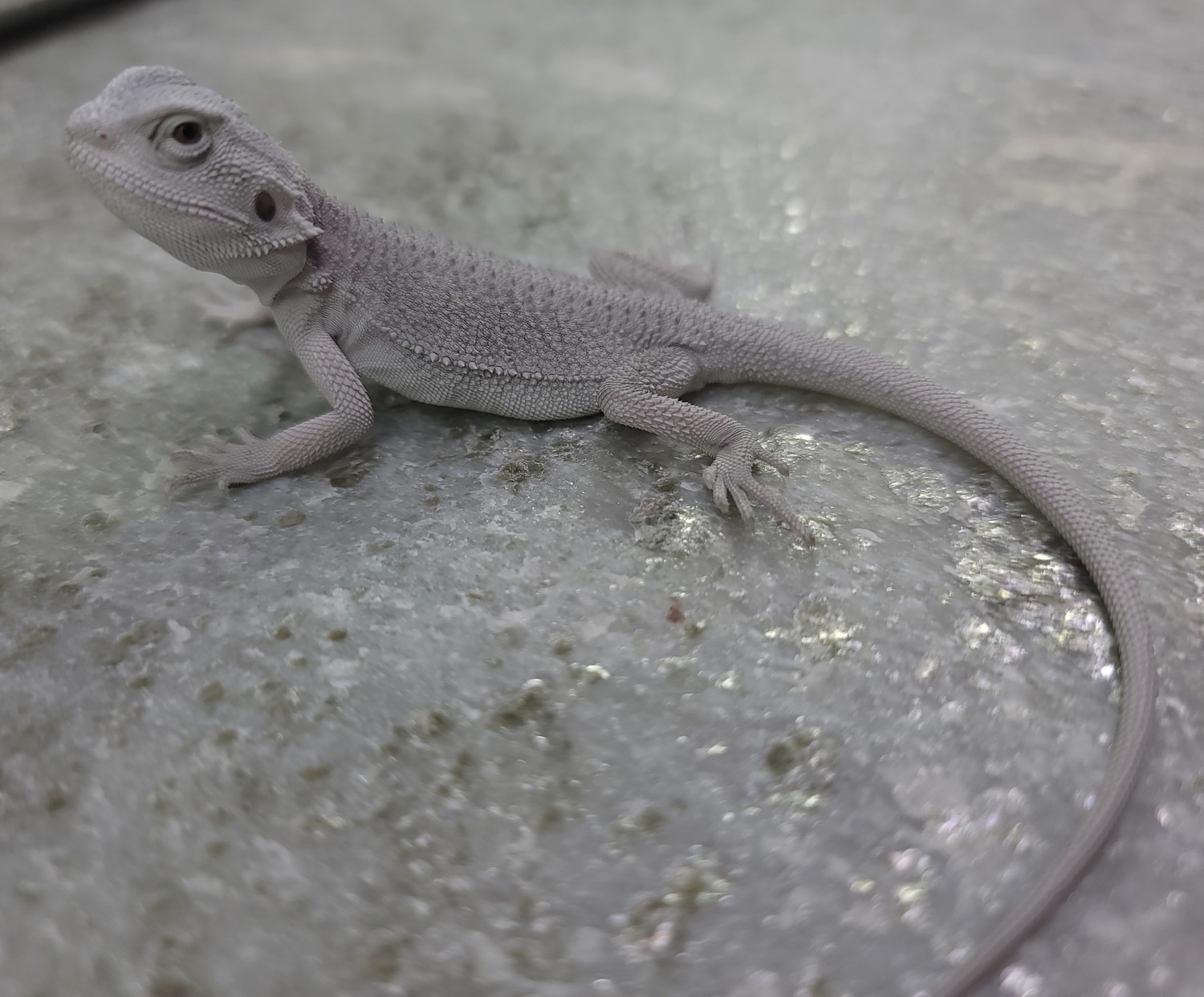 Hypo Zero LC Hybrid Central Bearded Dragon by Phantom Dragons, Inc ...