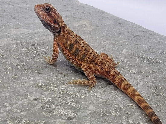 Translucent 100% Het Zero 66% Het Hypo Central Bearded Dragon by ...
