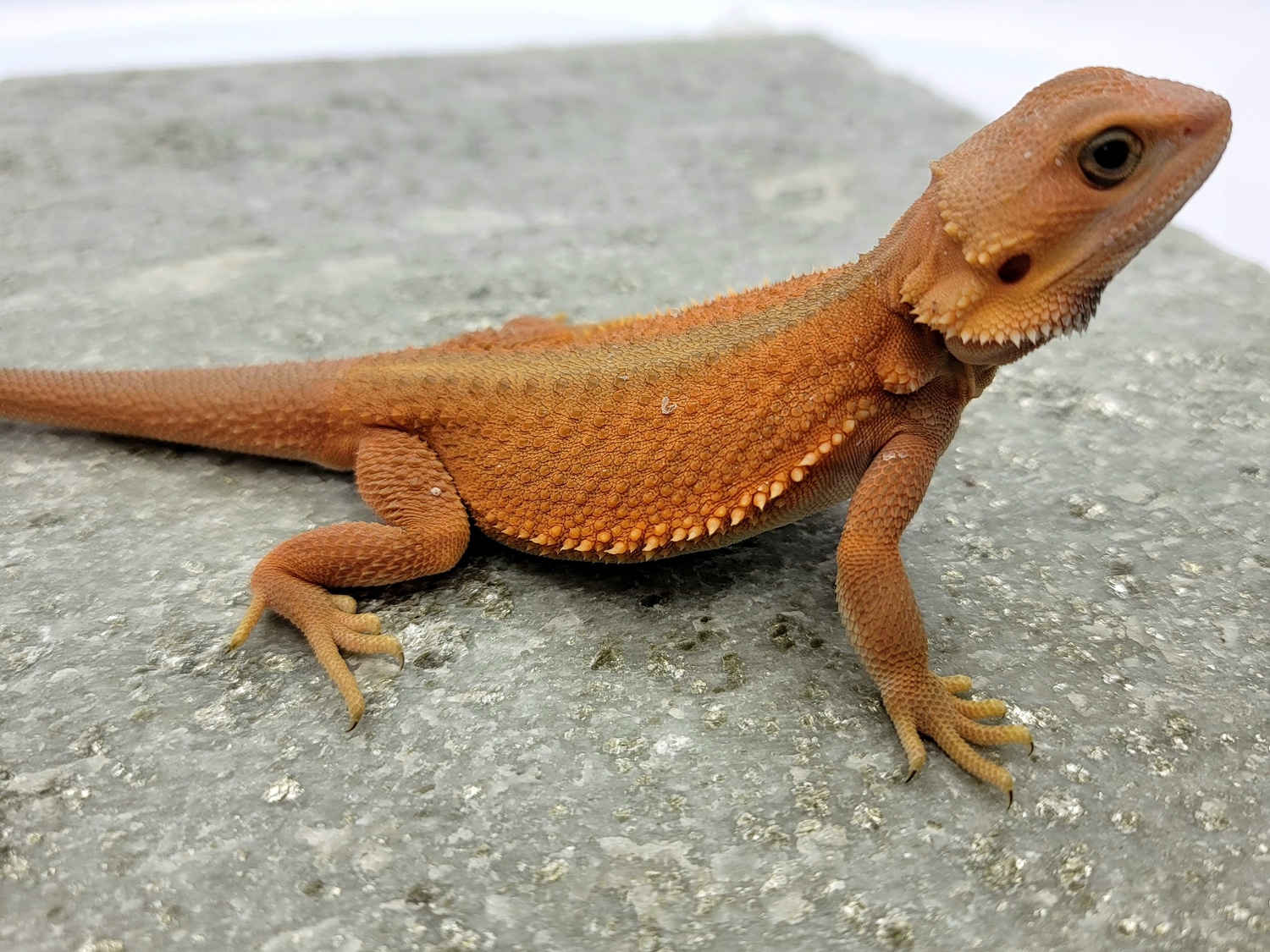 *UPDATED PHOTOS ADDED**Translucent Witblits 100% Het Hypo LC Hybrid ...