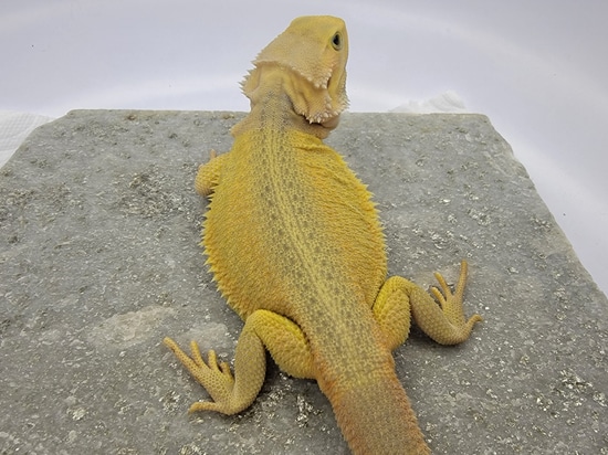 Hypo Translucent Paradox Witblits LC Hybrid Central Bearded Dragon by ...