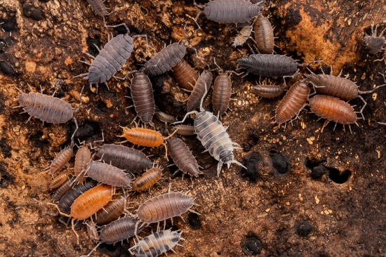 P. Pruinosus Party Pack Isopod by Phantom Dragons, Inc.