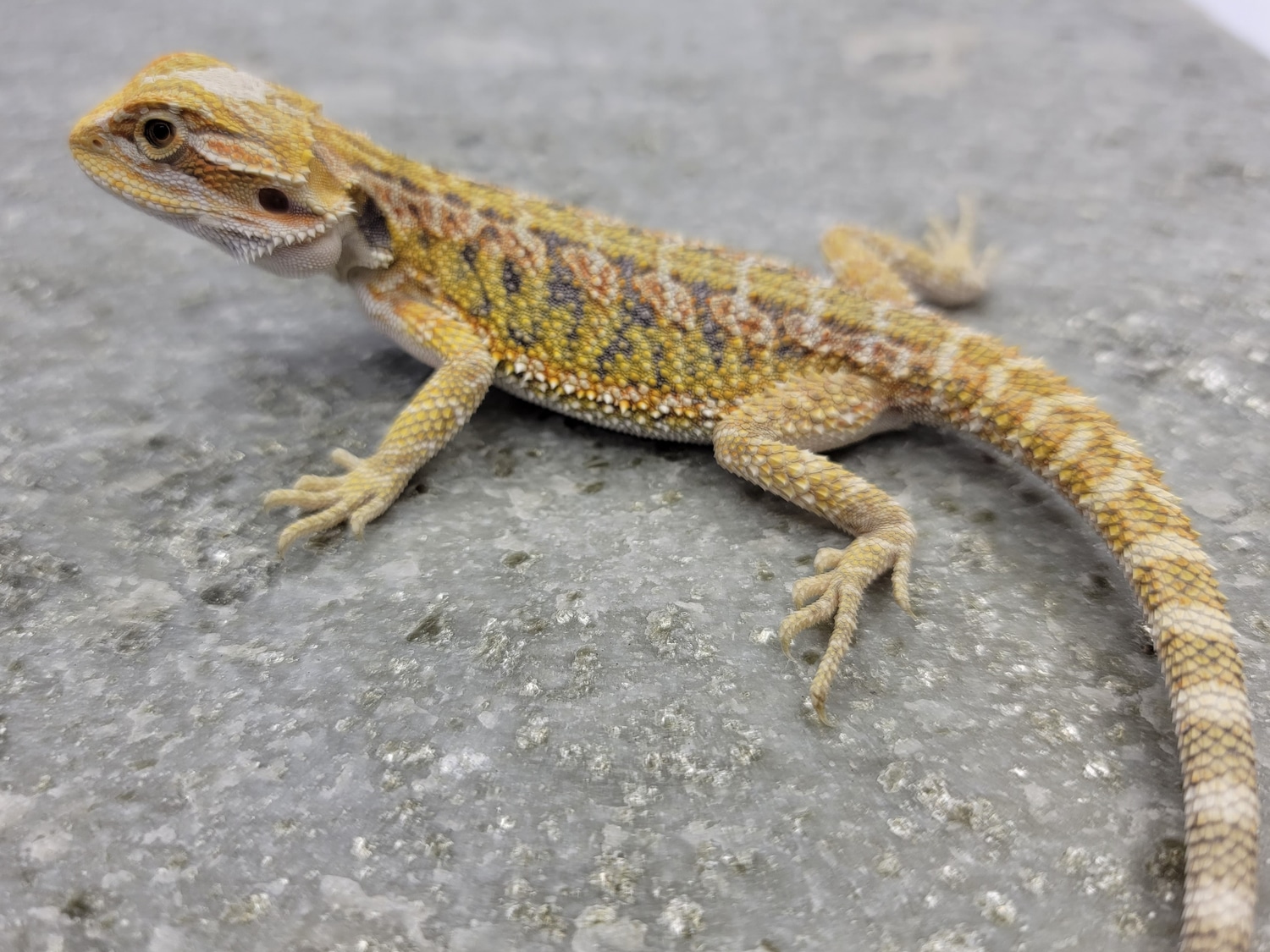 Hypo "Tiger" 50% Pos Het Translucent Central Bearded Dragon by Phantom ...